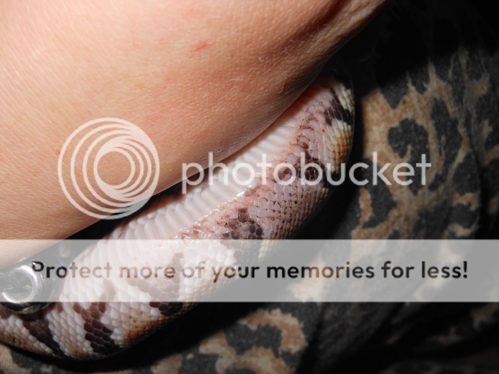 Scale Rot? | Reptile Forums