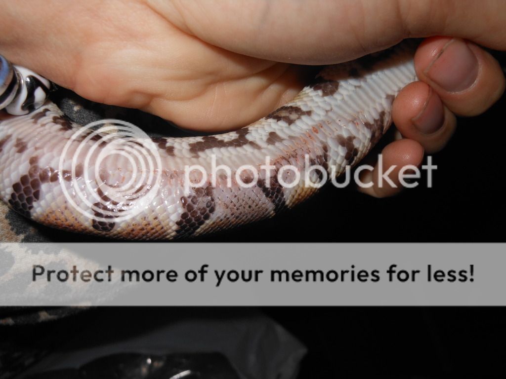 Scale Rot? | Reptile Forums