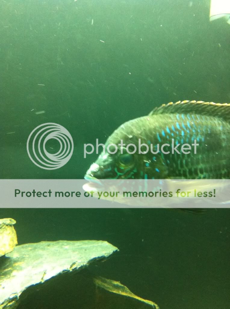 Sick Green Terror | Cichlid Fish Forum