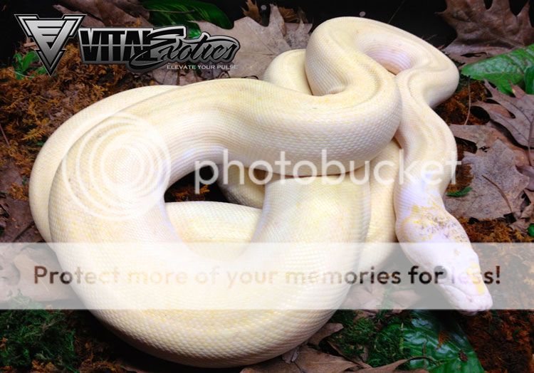 2011 Ivory Male Reticulated Python | FaunaClassifieds