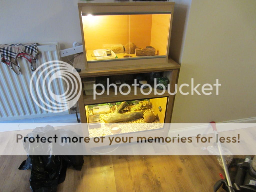 NE England - 2 geckos and viv for sale | Reptile Forums