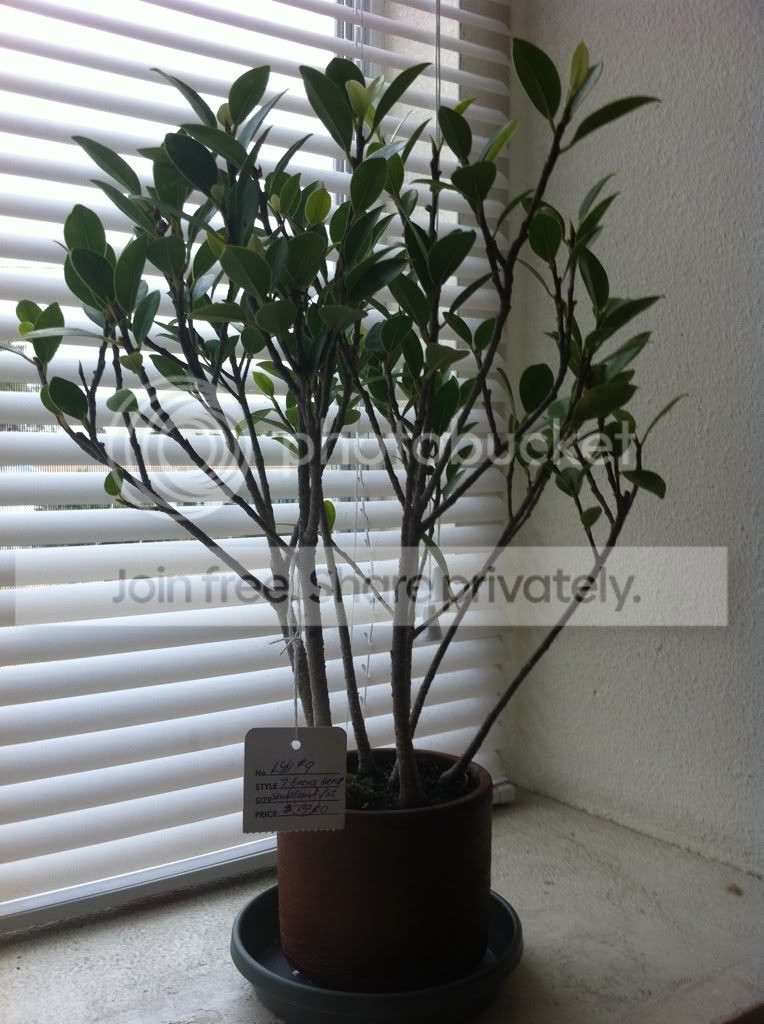 What type of Ficus is this? | Bonsai Nut