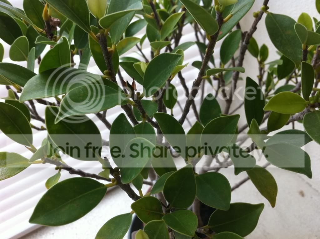 What type of Ficus is this? | Bonsai Nut