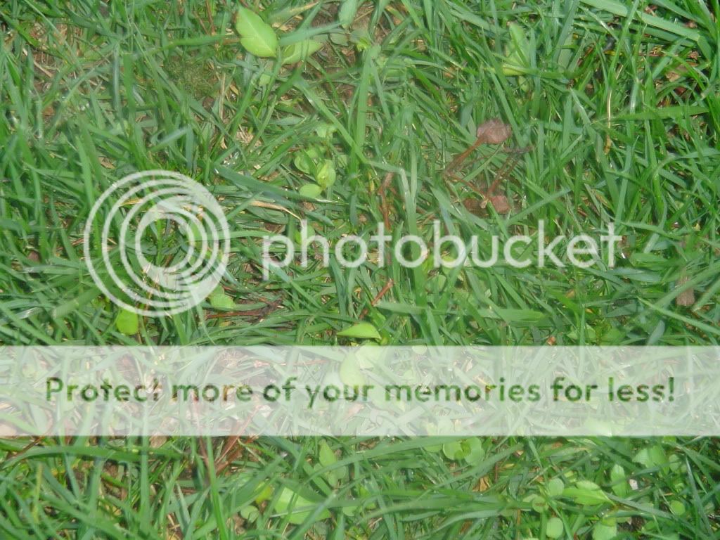 weed or tree ID | Lawn Care Forum